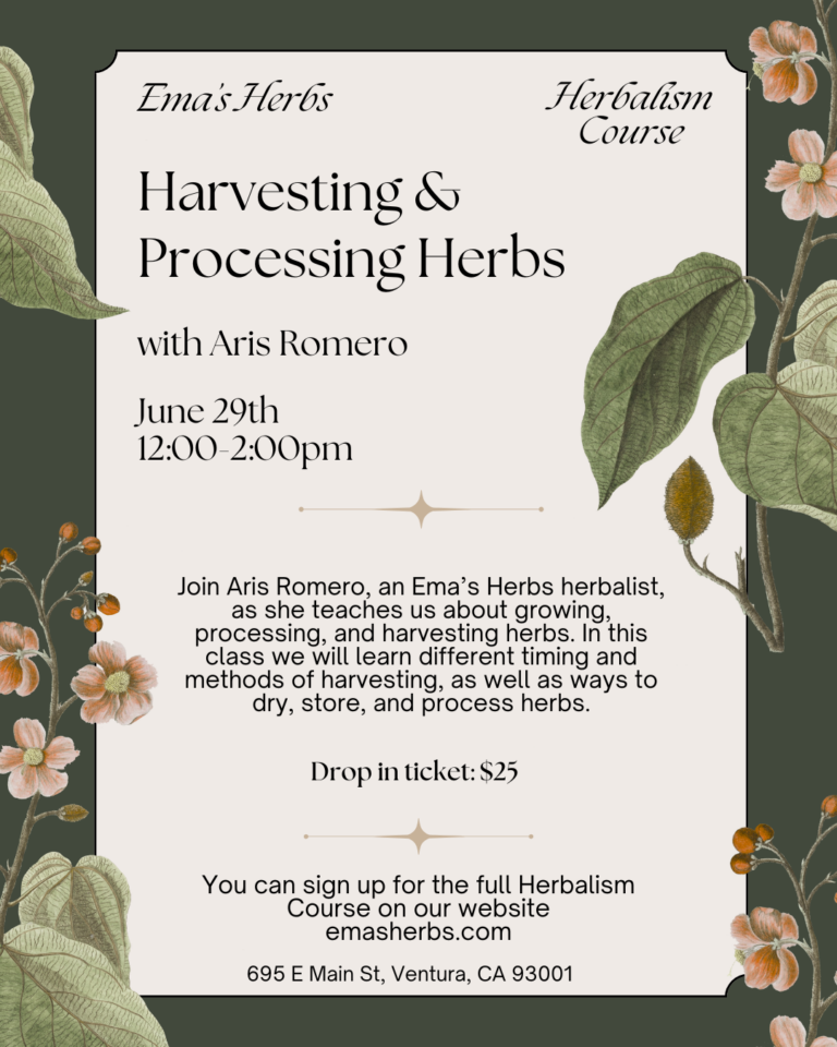 Harvesting & Processing Herbs with Aris Romero | Downtown Ventura
