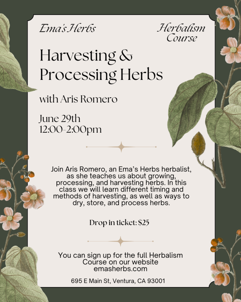 Harvesting & Processing Herbs with Aris Romero | Downtown Ventura